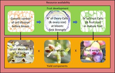 Frontiers | From flower to fruit: fruit growth and development in olive ...