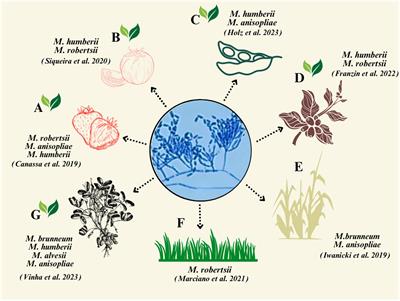 Frontiers | Utilization of Metarhizium as an insect biocontrol agent ...