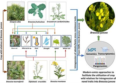 Frontiers | Utilization of crop wild relatives for biotic and abiotic ...