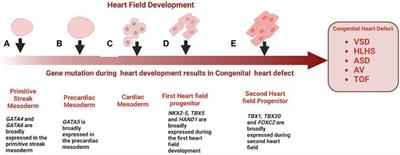 Frontiers | Transcriptome studies of congenital heart diseases ...
