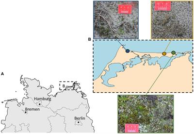 Frontiers | Ecophysiological performance of terrestrial diatoms ...