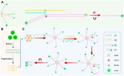 Frontiers | A FEN 1-driven DNA walker-like reaction coupling with ...