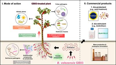 Frontiers | History of a model plant growth-promoting rhizobacterium ...