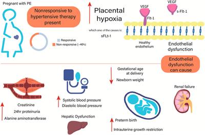 Frontiers | Antihypertensive therapy responsiveness and adverse ...