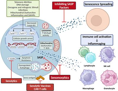 Frontiers | Cellular senescence in brain aging and cognitive decline