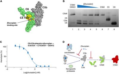 Frontiers | Corrigendum: Zilucoplan, a macrocyclic peptide inhibitor of ...