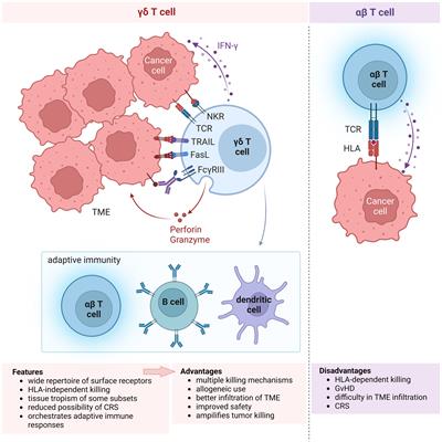 Frontiers | Gamma/delta T cells as cellular vehicles for anti-tumor ...