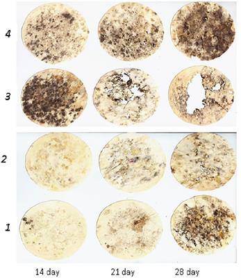 Frontiers | Microbial transformation of soil organic matter under ...