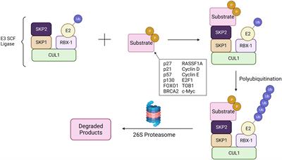 Frontiers | SKping cell cycle regulation: role of ubiquitin ligase SKP2 ...