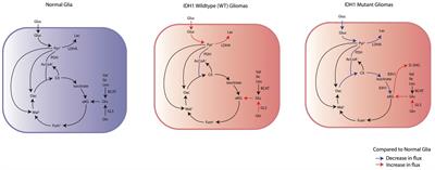 Frontiers | Differential metabolic alterations in IDH1 mutant vs ...