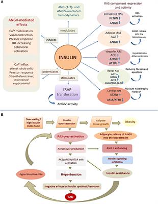 Frontiers | Insulin in the regulation of the renin-angiotensin system ...