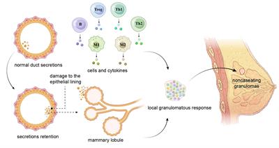 Frontiers | Immune pathogenesis of idiopathic granulomatous mastitis ...