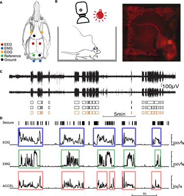Frontiers | Epileptic seizure clustering and accumulation at transition ...