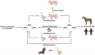 Frontiers | Shift in dominant genotypes of Japanese encephalitis virus ...