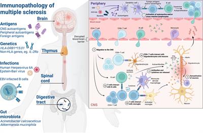 Frontiers | Mimicking the brain: Epstein-Barr virus and foreign agents ...