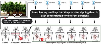 Frontiers | A comparative study of localized phosphorus application and ...