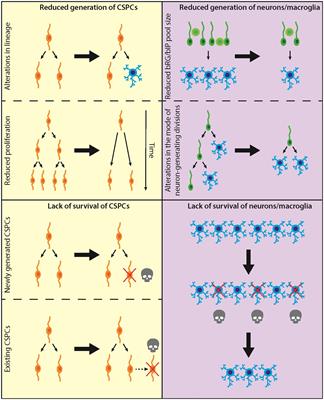 Frontiers | Causes of microcephaly in human—theoretical considerations