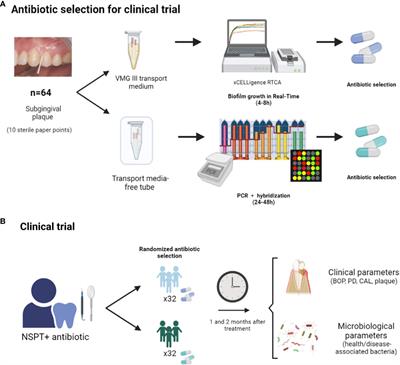 Frontiers | Personalized antibiotic selection in periodontal treatment ...