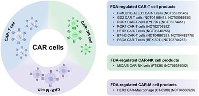 Frontiers | Revolutionizing cancer immunotherapy in solid tumor: CAR ...