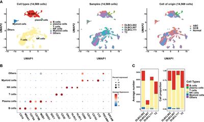 Frontiers | Unraveling the enigma of B cells in diffuse large B-cell ...