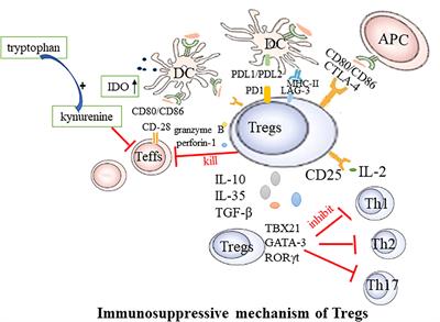 Frontiers | Augmenting regulatory T cells: new therapeutic strategy for ...