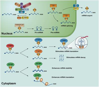 Frontiers | RNA modifications in gynecological cancer: current status ...