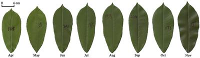 Frontiers | Leaf-age and petiole biomass play significant roles in leaf ...