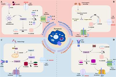 Frontiers | Role of pyroptosis in diabetic cardiomyopathy: an updated ...