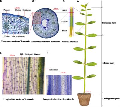 Frontiers | Water depth-dependent stem elongation of completely ...