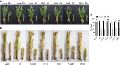 Frontiers | Yield components affected by rice black-streaked dwarf ...