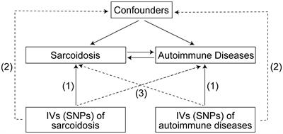 Frontiers | The causal relationship between sarcoidosis and autoimmune ...