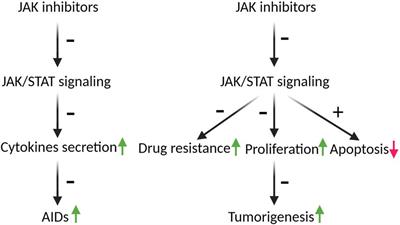 Frontiers | Potential applications of JAK inhibitors, clinically ...