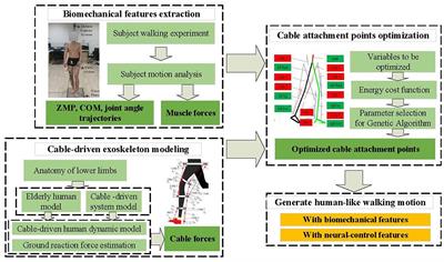 Frontiers | Towards Human-like Walking with Biomechanical and ...