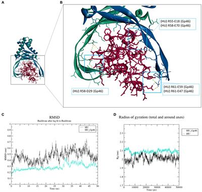 Frontiers | Bacteriophage SPO1 protein Gp46 suppresses functions of HU ...