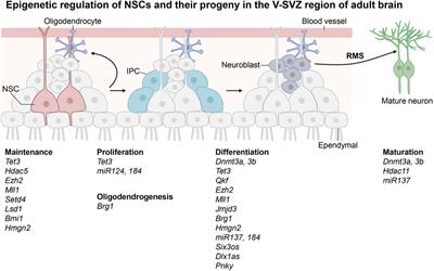 Frontiers | Epigenetic regulation in adult neural stem cells