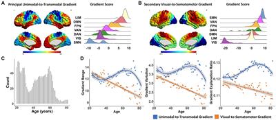 Frontiers | The aging trajectories of brain functional hierarchy and ...