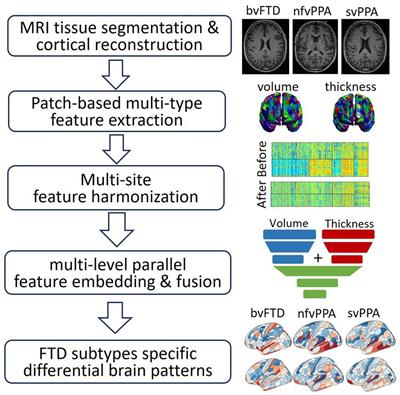 Frontiers | Differential diagnosis of frontotemporal dementia subtypes ...