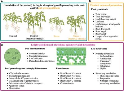 Frontiers | A plant’s perception of growth-promoting bacteria and their ...