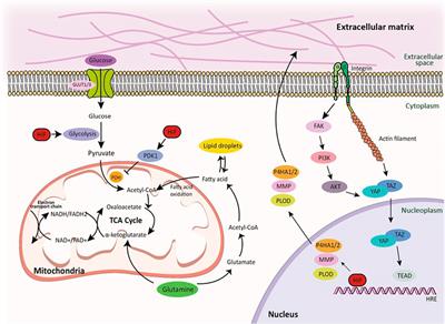 Frontiers | Biophysical interplay between extracellular matrix ...