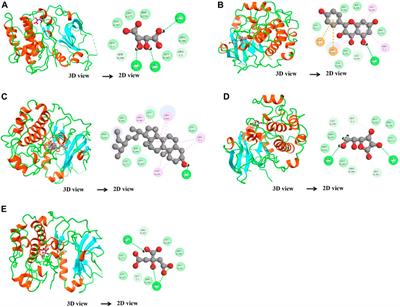Frontiers | From desert flora to cancer therapy: systematic exploration ...