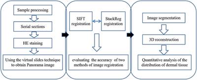 Frontiers | Three-dimensional model of normal human dermal tissue using ...