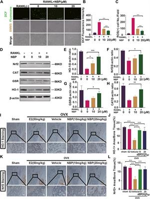 Frontiers | Unveiling the potential of Butylphthalide: inhibiting ...