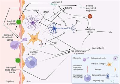 Frontiers | Fluid biomarkers in cerebral amyloid angiopathy