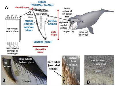 Frontiers | Dynamic filtration in baleen whales: recent discoveries and ...