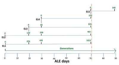Frontiers | Transcriptomic analysis using RNA sequencing and phenotypic ...