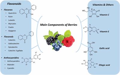 Frontiers | Therapeutic potential of berries in age-related ...