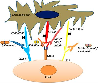 Frontiers | Relatlimab: a novel drug targeting immune checkpoint LAG-3 ...