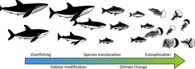 Frontiers in Marine Science | Articles