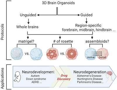 Frontiers | Brain organoid protocols and limitations