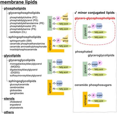 Frontiers | Structures, functions, and syntheses of glycero ...